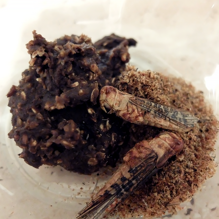 Blood and Crickets Protein Bites – THE RED CELLAR